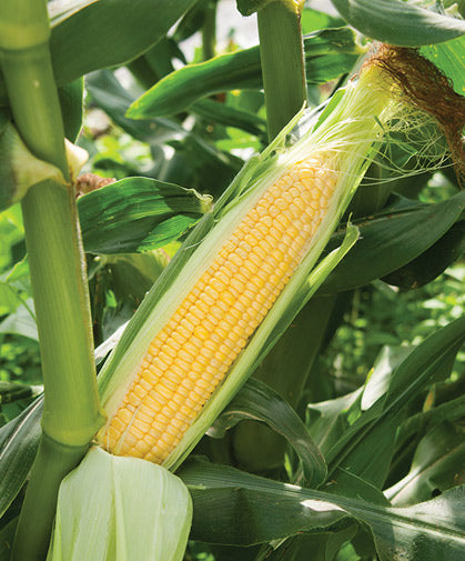CORN - Super Sweet Sunshine – Farmchoice Agribusiness