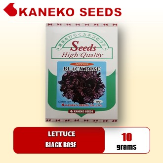 LETTUCE - Black Rose – Farmchoice Agribusiness