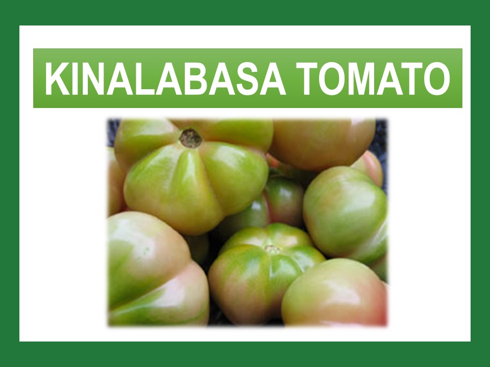 TAGALOG TOMATO / KINALABASA – Farmchoice Agribusiness