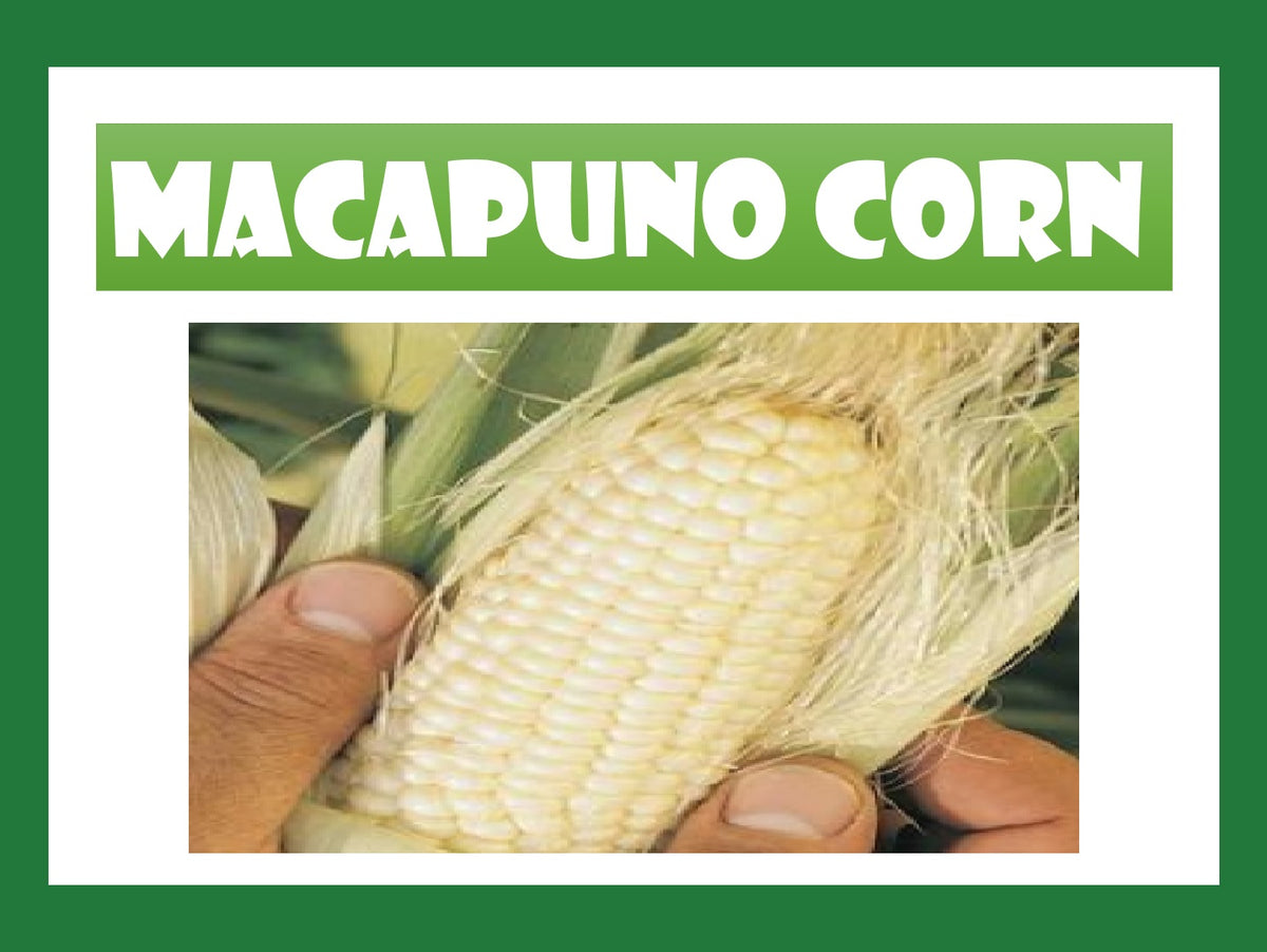 MACAPUNO WHITE CORN – Farmchoice Agribusiness