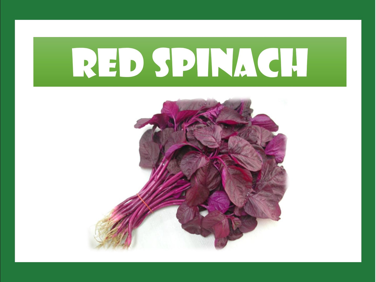 RED SPINACH / RED AMARANTH – Farmchoice Agribusiness