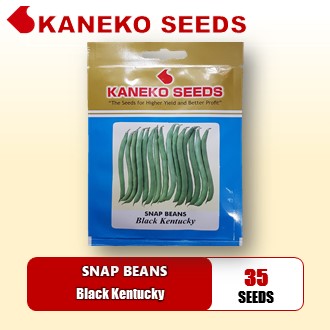 BAGUIO BEANS / SNAP BEANS - Black Kentucky – Farmchoice Agribusiness
