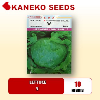 LETTUCE - V – Farmchoice Agribusiness