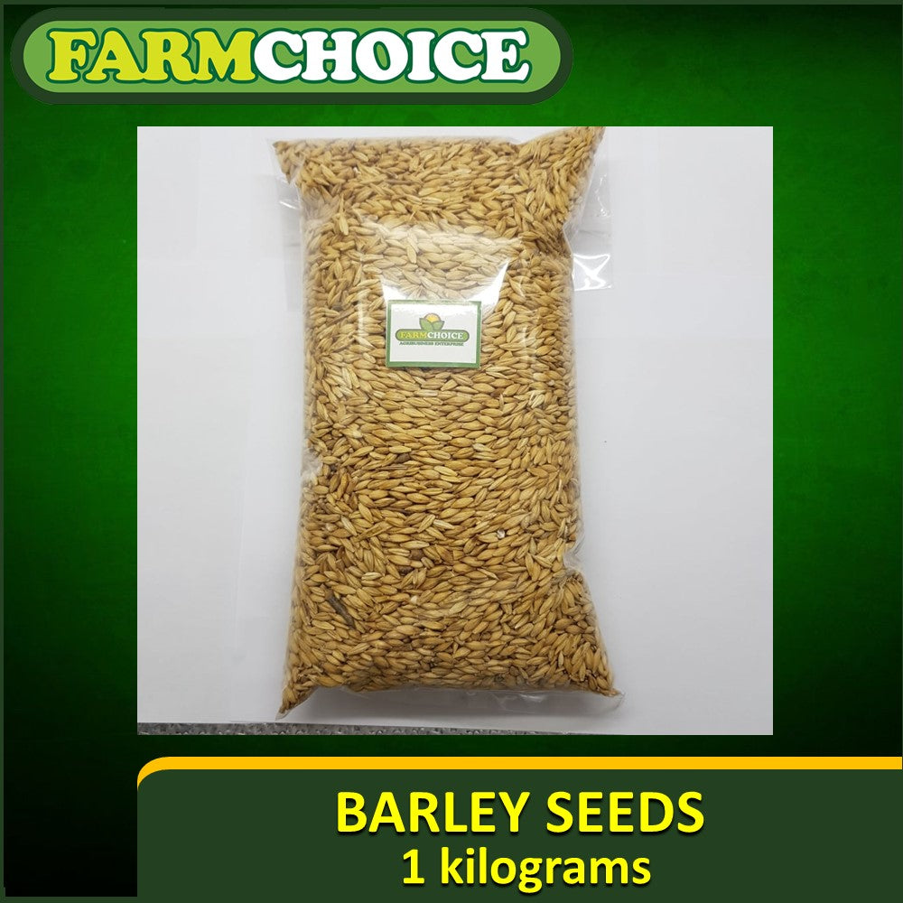 BARLEY Seeds (1Kg) for Microgreens and Sprouts – Farmchoice Agribusiness