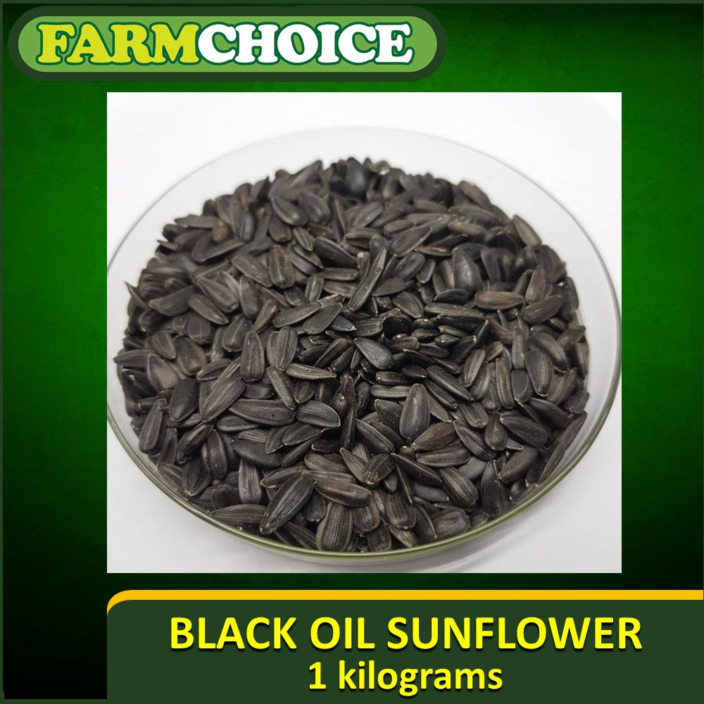 1Kg Sun Flower Seeds Black Oil Variety (OPV) – Farmchoice Agribusiness