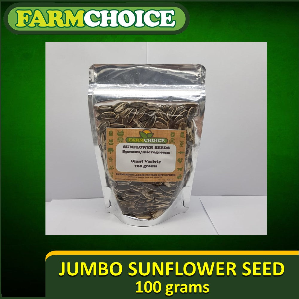 Jumbo Giant Sun Flower Seeds (OPV) – Farmchoice Agribusiness