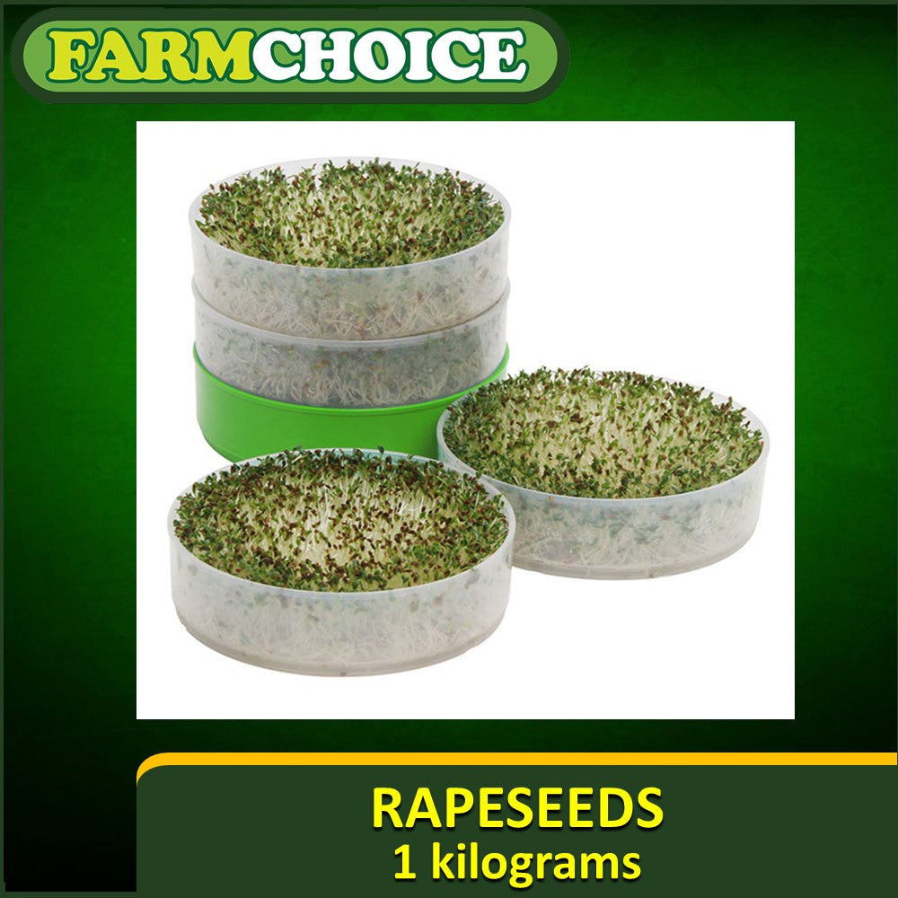 Rapeseeds for Sprouting and Microgreens (1Kg) – Farmchoice Agribusiness