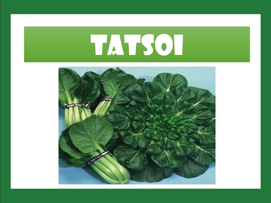 TATSOI SEEDS – Farmchoice Agribusiness