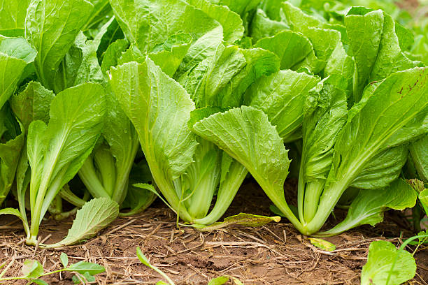 MUSTARD / MUSTASA - Chinese – Farmchoice Agribusiness