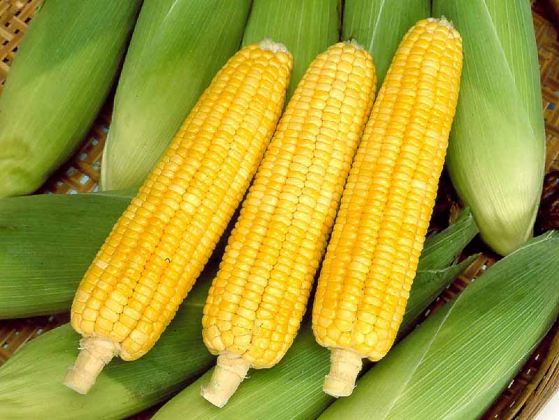 CORN - Super Sweet Sunshine – Farmchoice Agribusiness