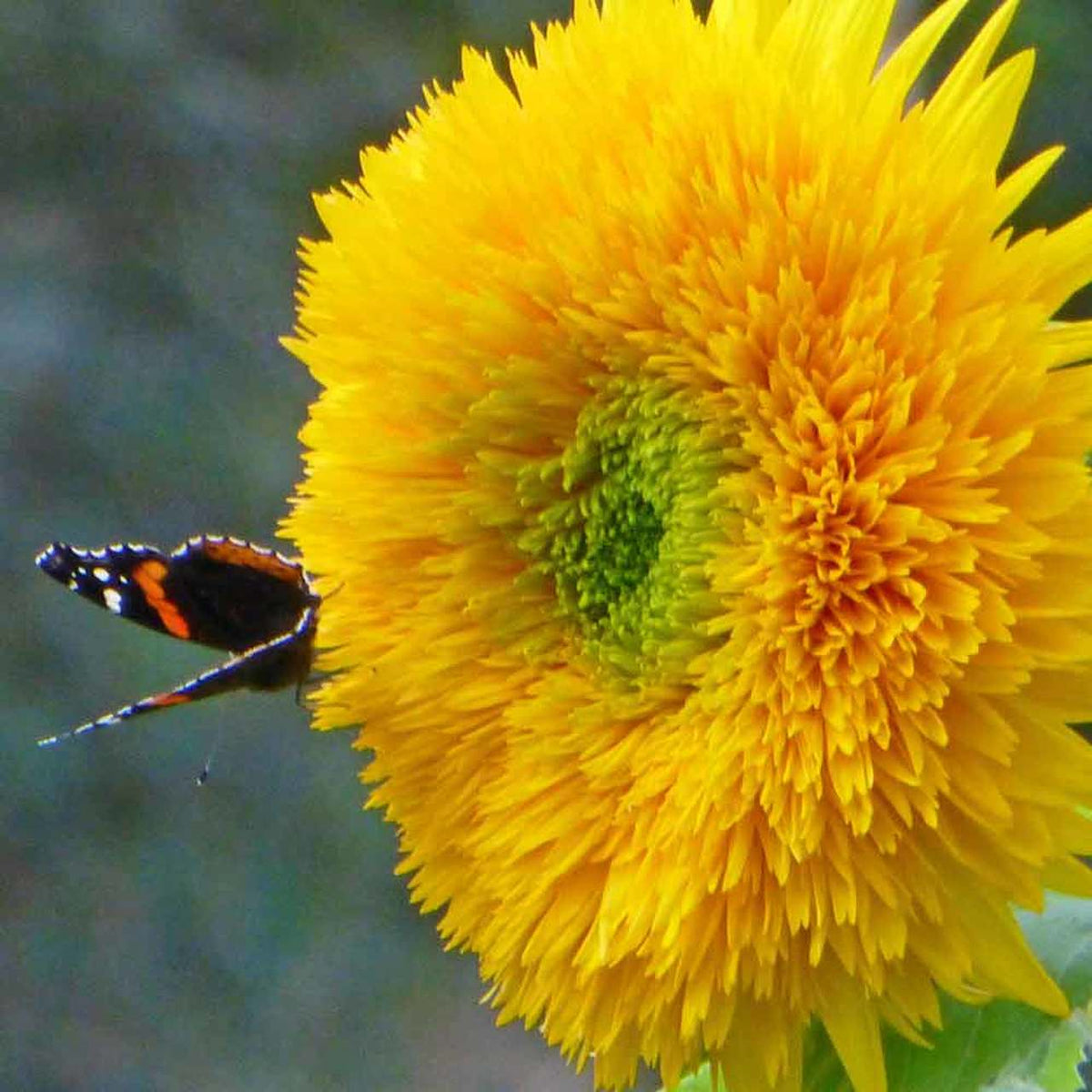 Teddy Bear Sunflower – Farmchoice Agribusiness